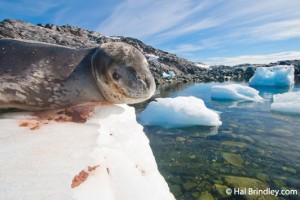 A Close Encounter with a Leopard Seal in Antarctica
