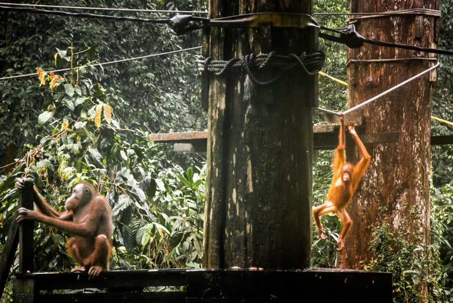 Why Every Traveler Needs To Visit Borneo Once