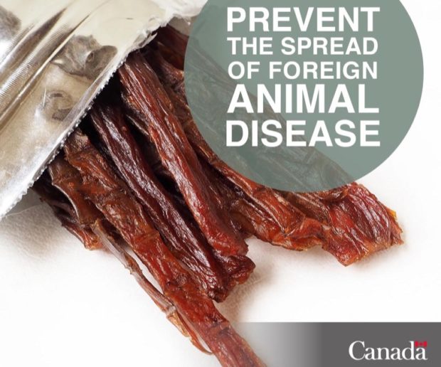 As a Traveler You Need to Know About African Swine Fever